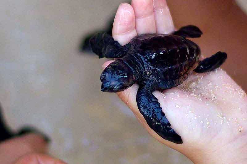 Ryukyu Life: Photo Essay: Baby Sea Turtle Release as as Educational Tool