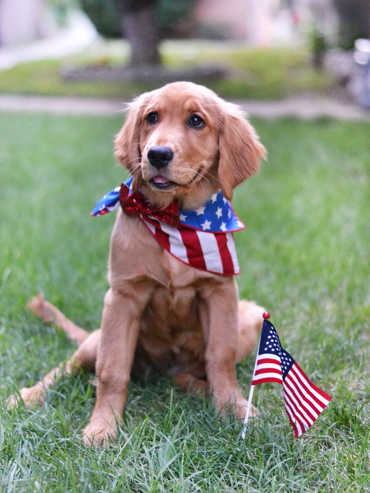 Patriotic Puppy - He and Me