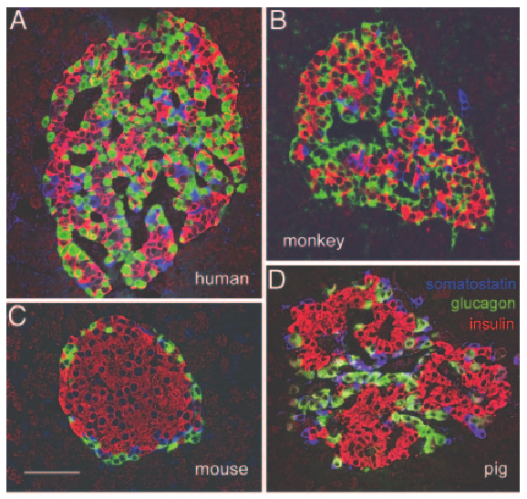 noted: JCD3: Cytoarchitecture of islets(humans) has implications for ...