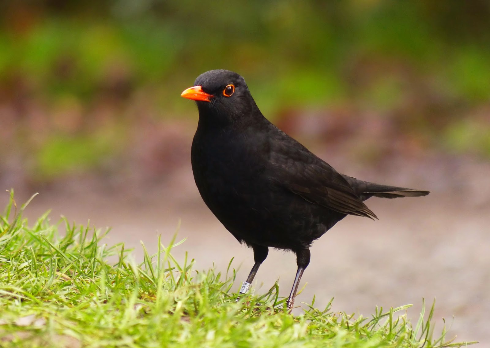 Feathers Birding Blog: Robins and Blackbirds