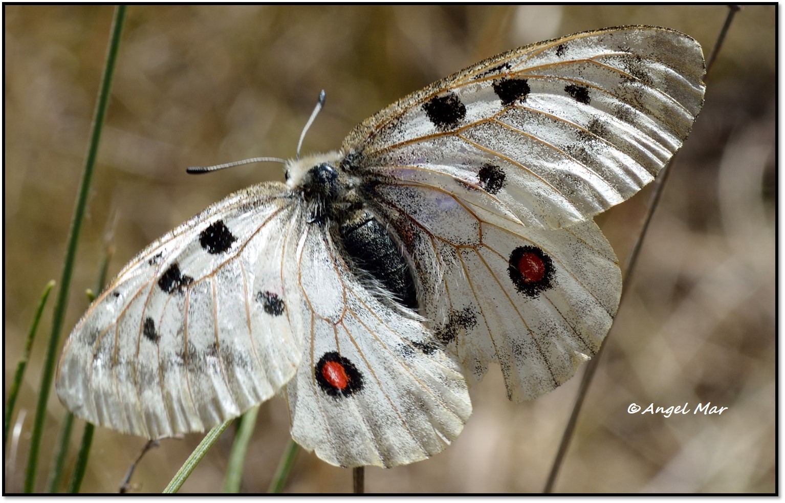 Flores y Bichos ***: Mariposa Apolo (Parnassius apollo) - La levedad de ...