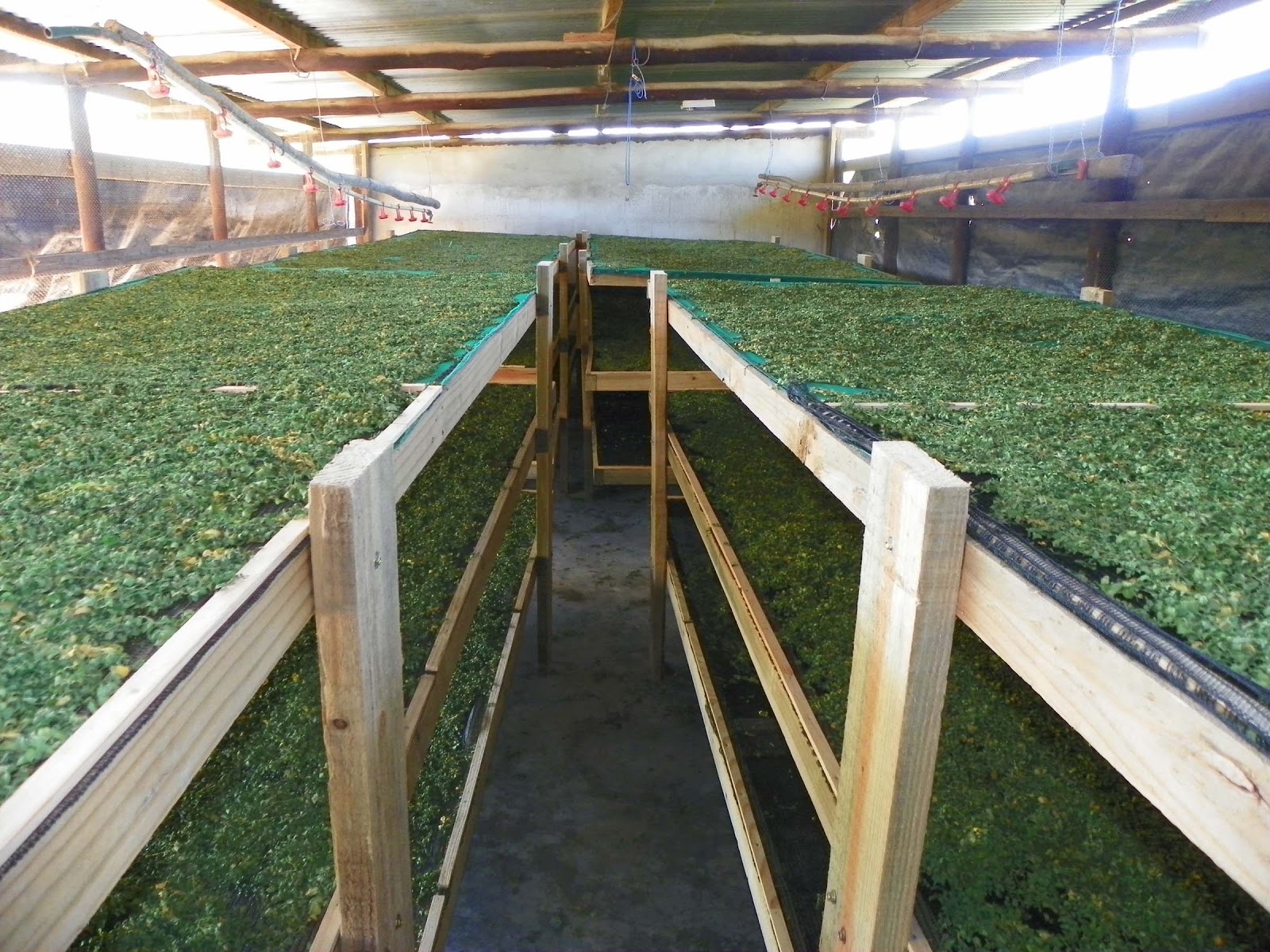 SWAZI sent: The Mighty Moringa