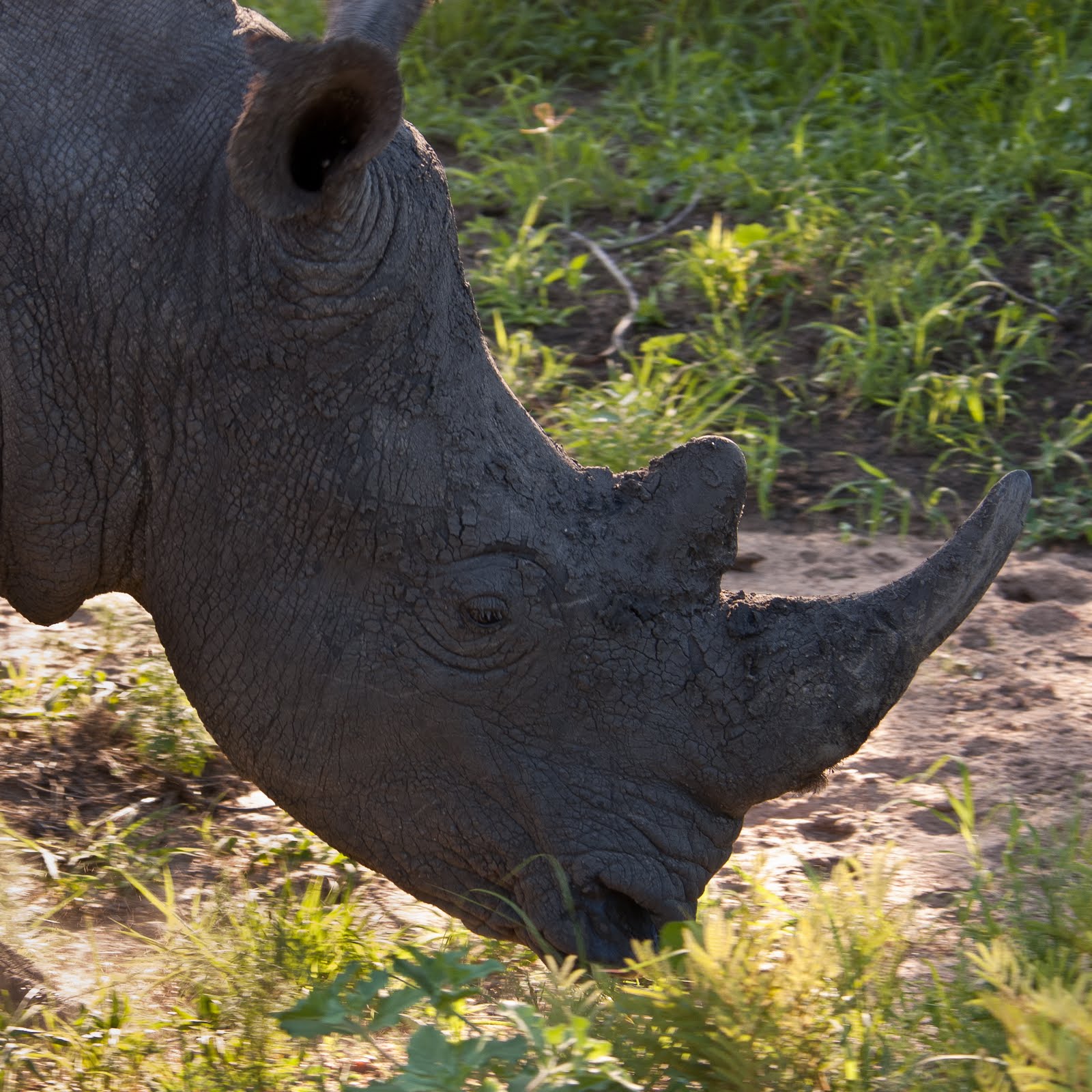 the foto fanatic: Rhino