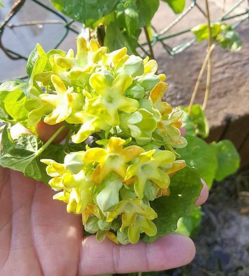 Bunga Tongkeng / 夜来香 - Edible Flower