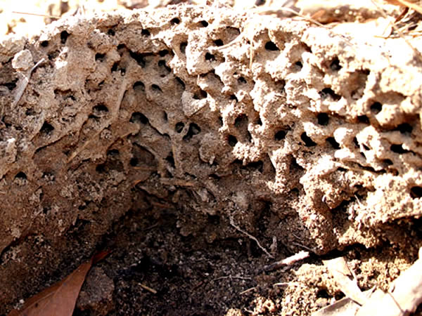 The Extraordinary Explained Ordinarily