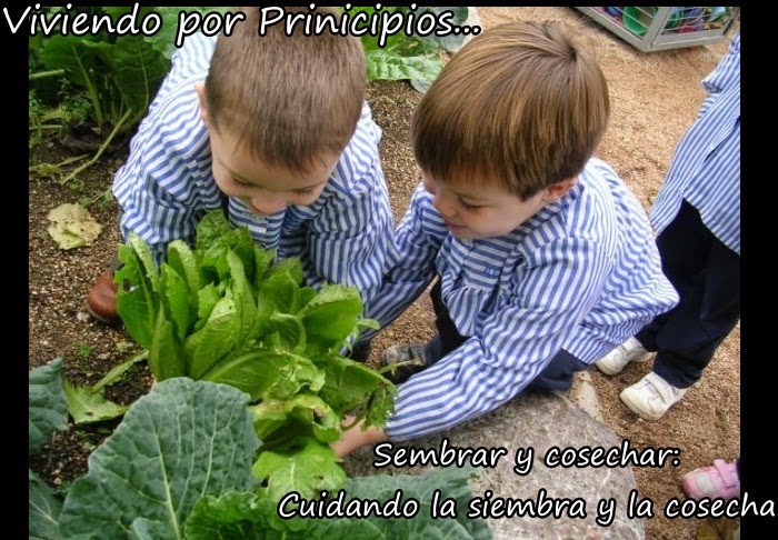 Te Haré Entender...: SEMBRAR Y COSECHAR: CUIDANDO LA SIEMBRA Y LA COSECHA