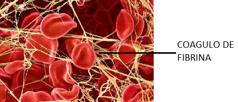 EMBRIOLOGIA - MEDICINA - PRIMER SEMESTRE: SEGUNDA SEMANA DEL DESARROLLO ...