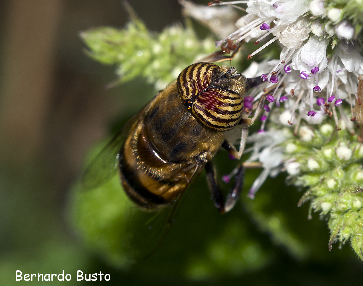 RÍA DE LA VILLA: Mosca tigre