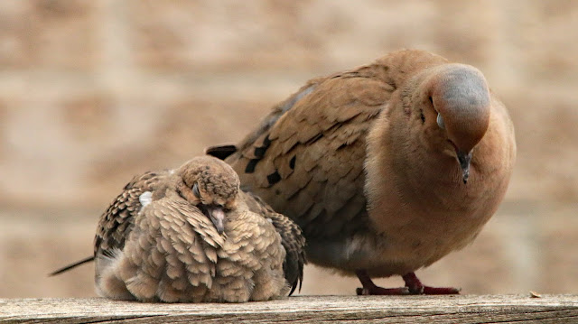 Welcome Baby Doves! | Nature Notes Blog