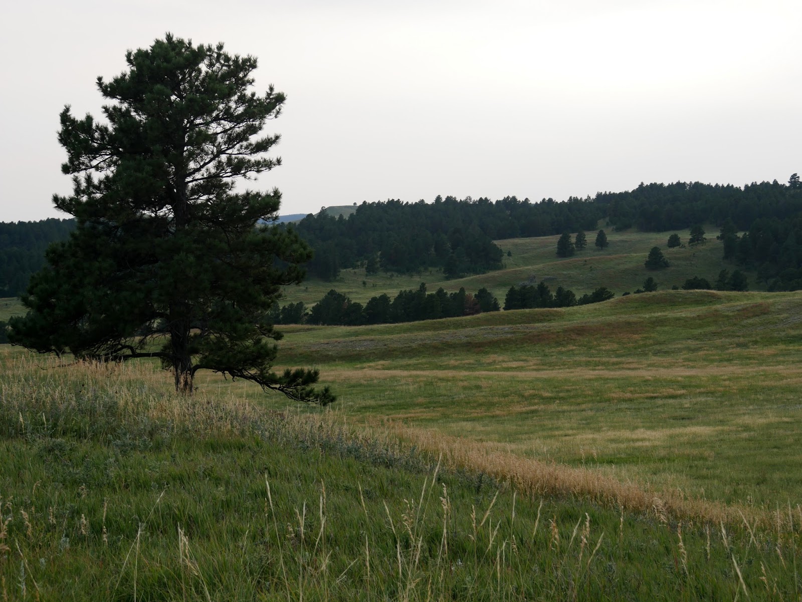 American Travel Journal: Wildlife Loop Road - Custer State Park