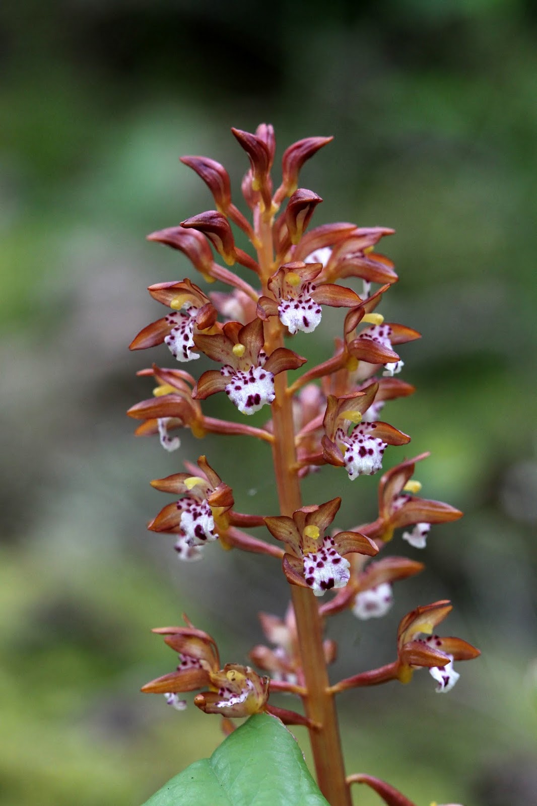 Native Orchids of the Pacific Northwest and the Canadian Rockies (and ...