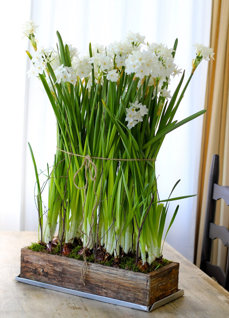 Miss Dixie: Forcing Paperwhites for Christmas