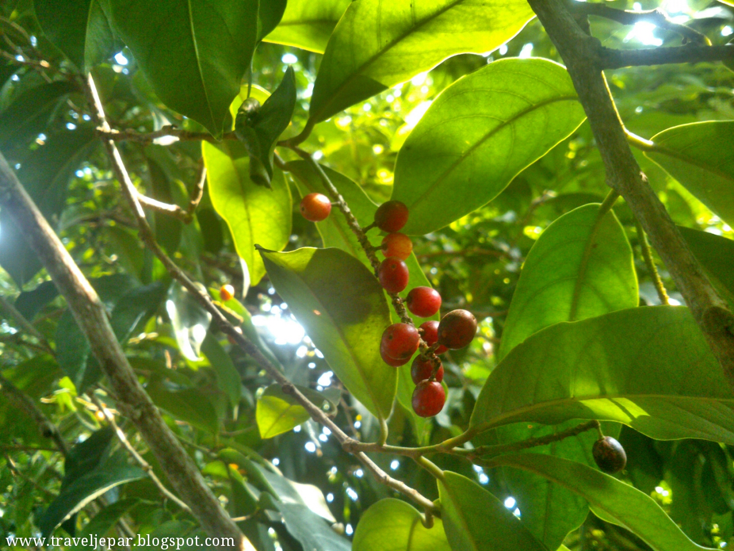 Bignay Farmland | Valenzuela City