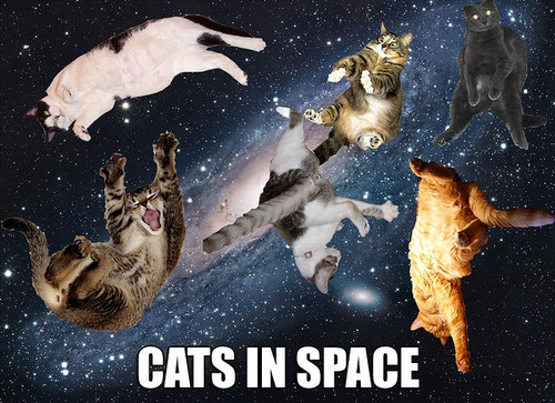 Cats in Space | Funny Cat Pictures