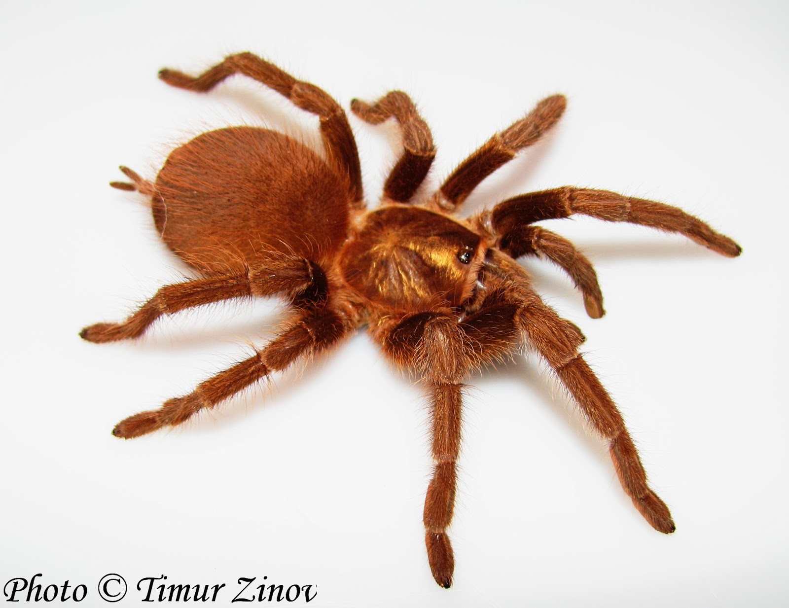 МИР ПАУКОВ: Phormictopus cubensis