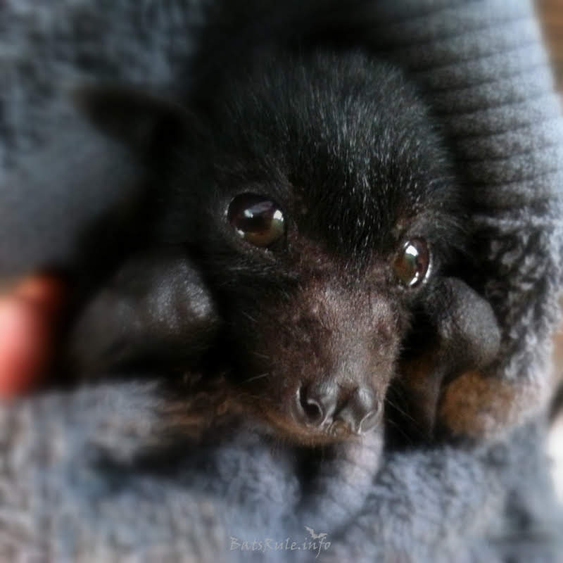 Rehab | Megabat baby black female