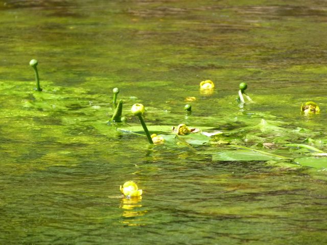 Piebalgas puse: Vasaras piedzīvojums - Braslas upe iekarota!