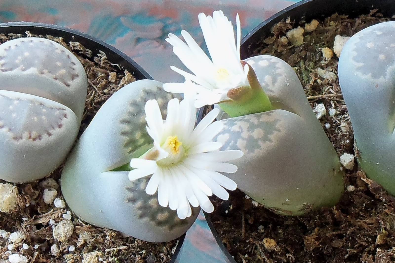 My Life Among the Lithops (and Other Strange Plants): Pensive Tuesday ...
