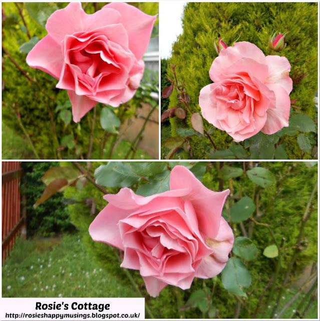 Rosie's Cottage: Picture Perfect Project: August: Roses, Roses, Everywhere!