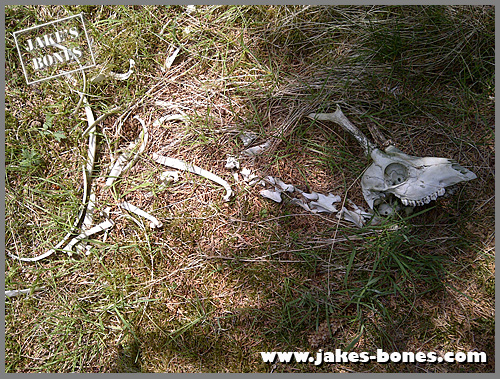 Strange bones #13: the weird skull groove : Jake's Bones