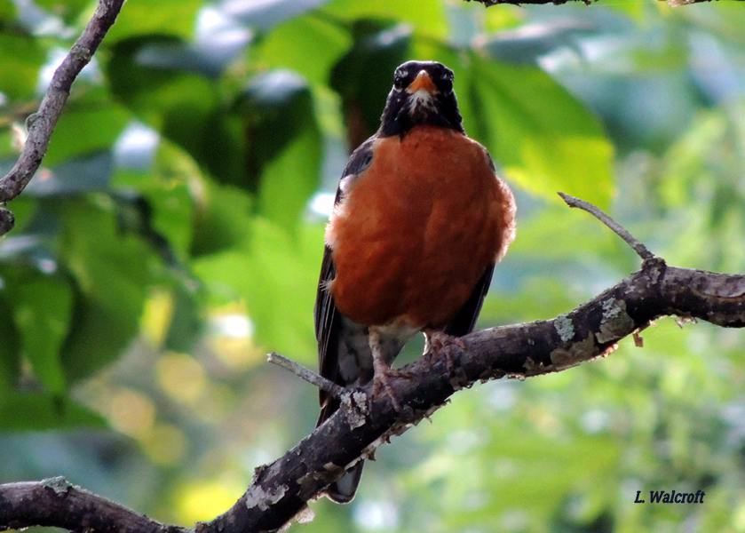 The View from Squirrel Ridge: American Robins