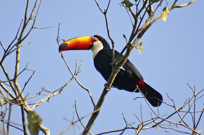 Projeto Ave Missões: Tucanos e araçaris do Rio Grande do Sul