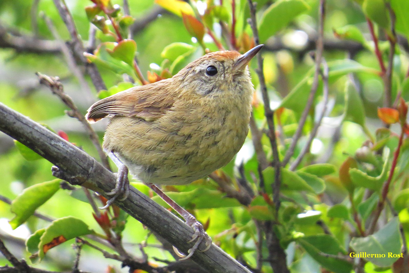 Aves de Argentina: Colilarga (Sylviorthorhynchus desmursii)