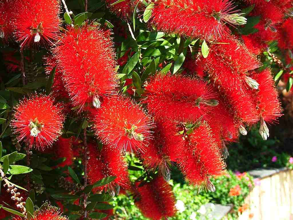Trees Planet: Callistemon viminalis – Weeping Bottlebrush