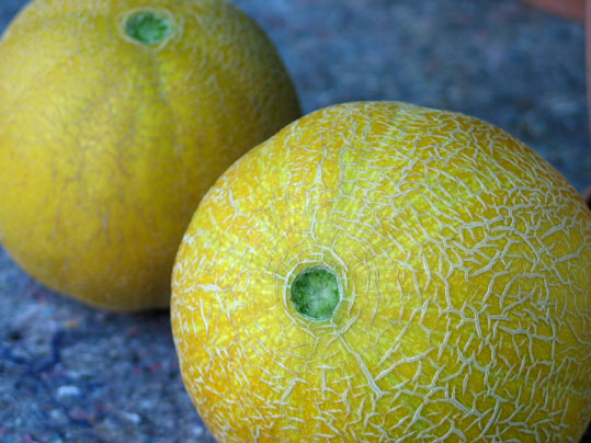 Compost Farming Hestel Tellus: Sun Melon and Heat Stress.