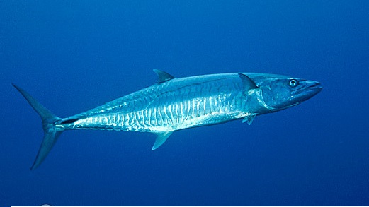 MALAYSIAN FISH HUNTER: Kenali Ikan Tenggiri