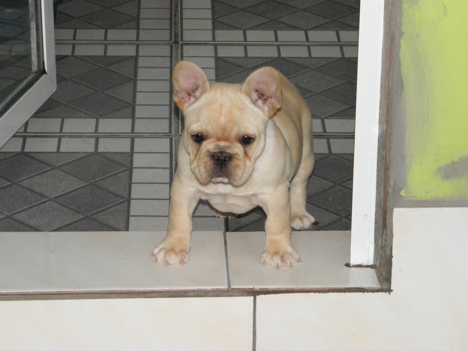 CANIL BULLHINKS - Bulldogue Francês: FILHOTES