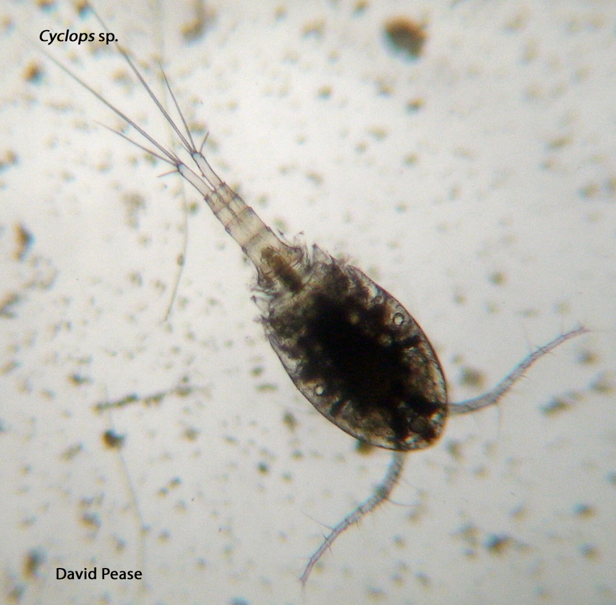 Fall 2011 Micro Term Project