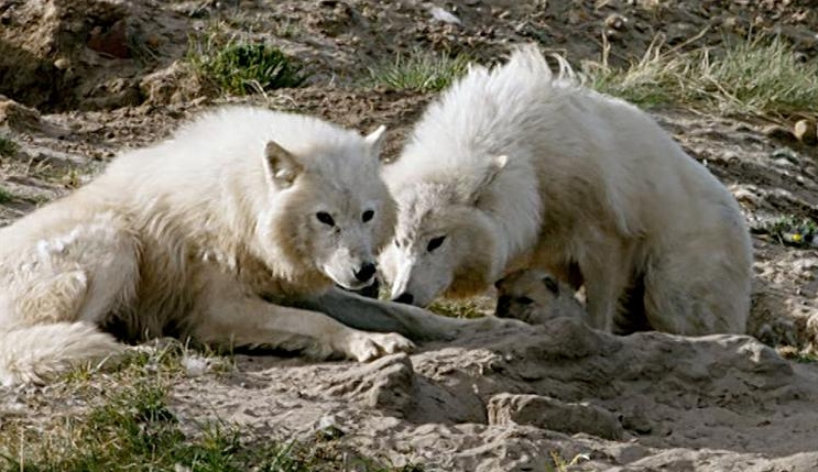Female White Wolf
