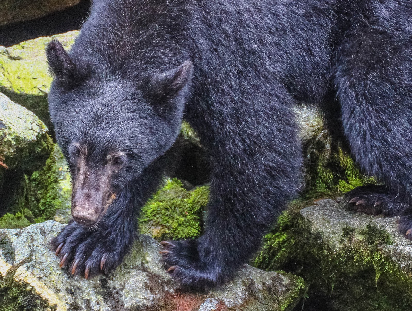 Cannundrums: Eastern Black Bear - Anan Bay, Alaska