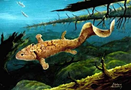 Origin of Amphibia (Tetrapoda)