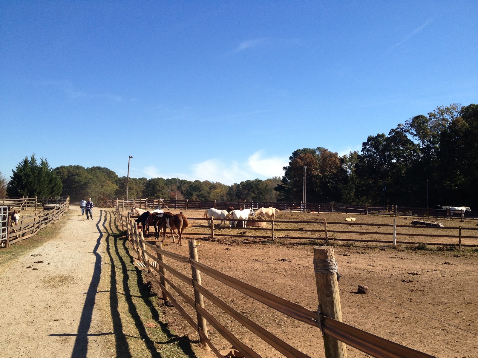 Alive and Livin': Southern Cross Horse Ranch