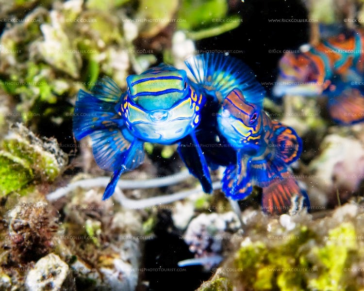 MANDARIN FISH photos - wallpapers (ανανεωμένο) | the fun bank