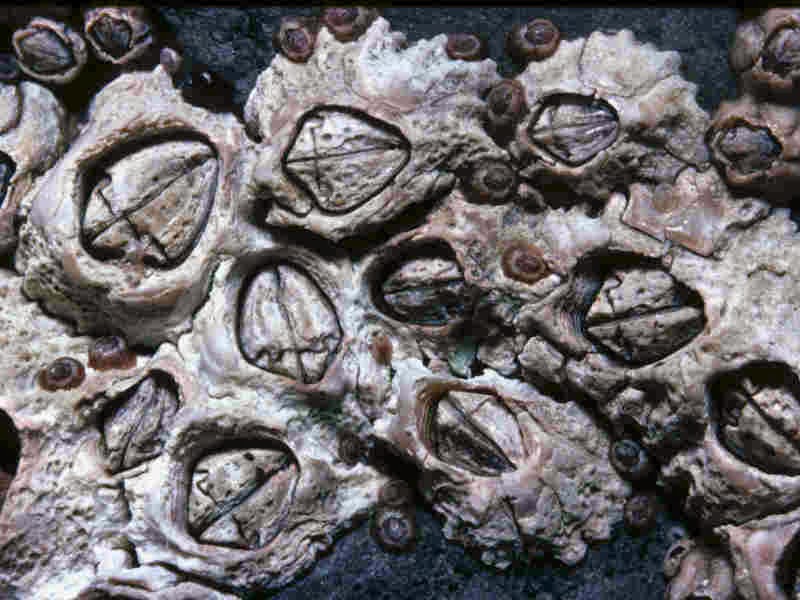 prairiemary: DARWIN: MORE ABOUT BARNACLES THAN MONKEYS