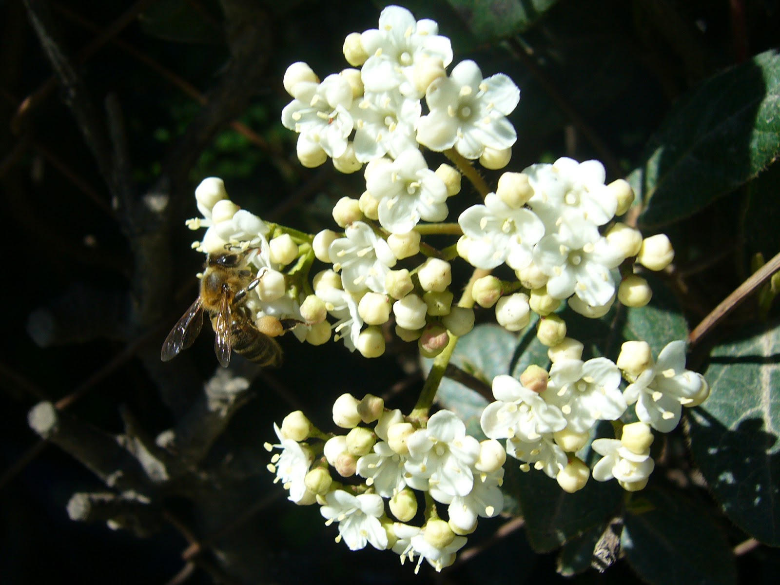 ΒΙΒΟΥΡΝΟ ΤΟ ΚΟΙΝΟ (Viburnum tinus) Ένας θάμνος που αναδύει έντονο και ...