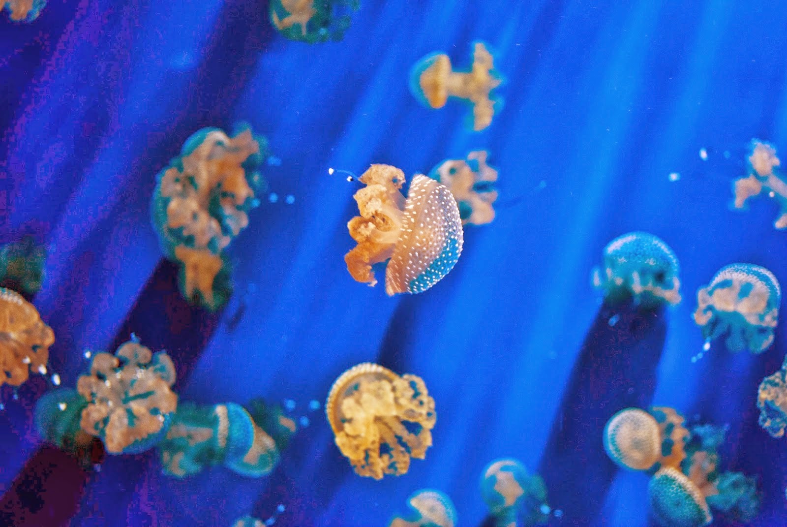 Sublime Wallpapers - Cool Wallpaper HD Desktop