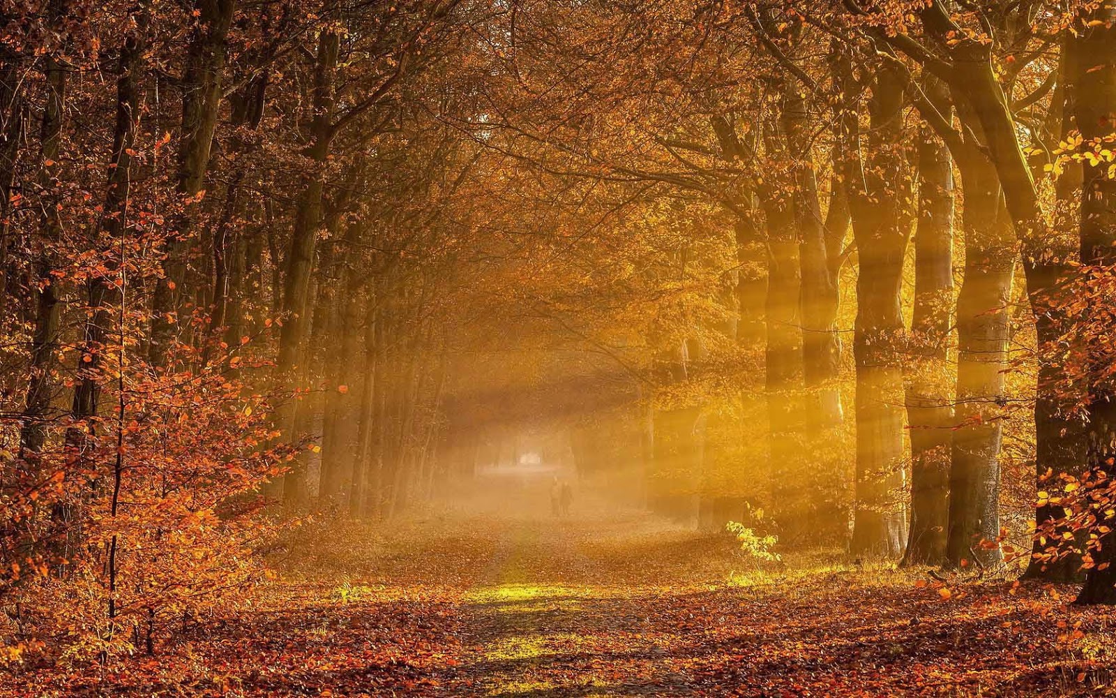 Weg met bomen en herfstbladeren | Mooie Leuke Achtergronden Voor Je ...