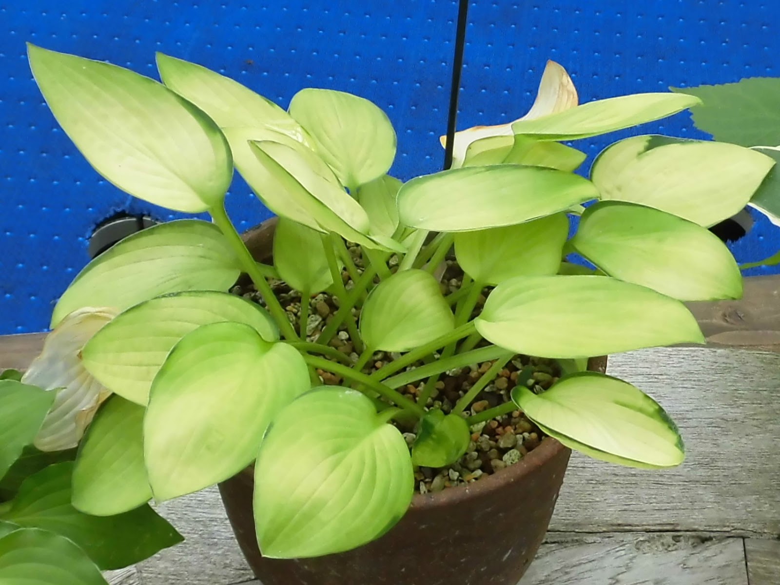 60歳で無職の優雅な日々: ギボウシ・ジャネット Hosta cv. 'Janet'