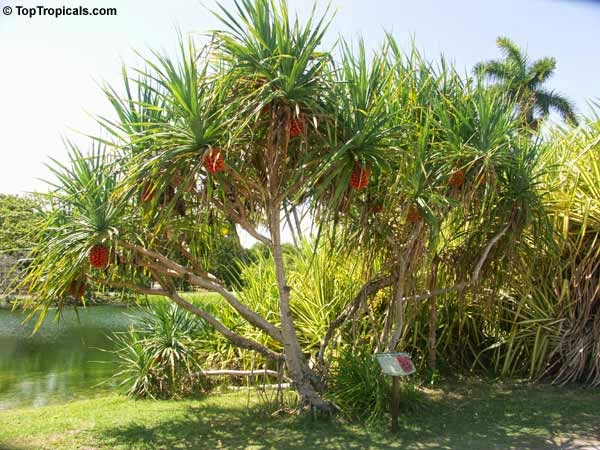 Pashudhan and Animal Science : केवड़ा अत्यधिक खुशबूदार फूल