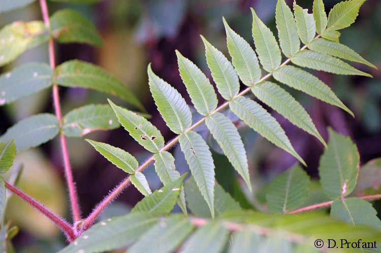 Field Biology in Southeastern Ohio: Sumacs of Ohio
