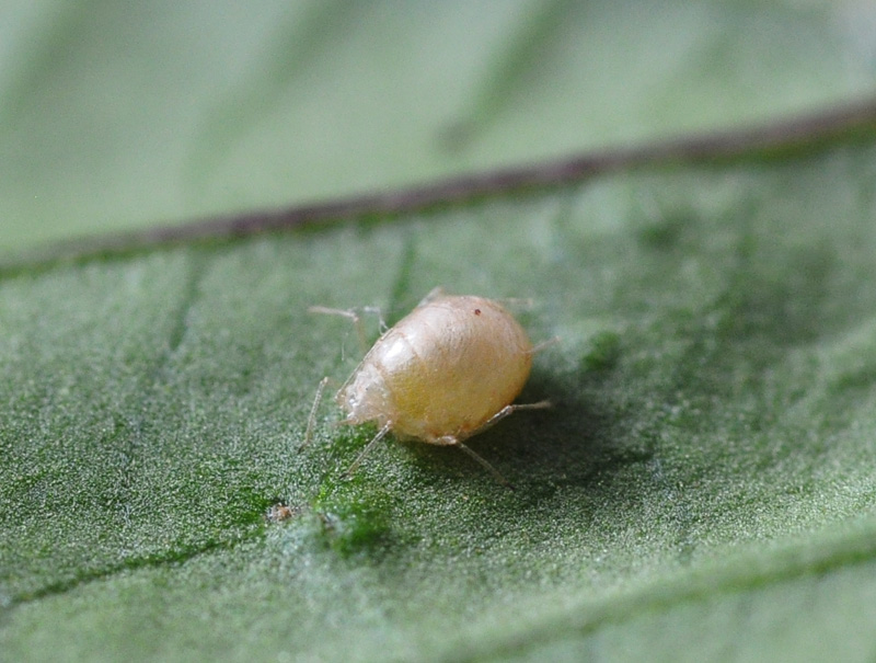LOPHOPHORA: Mummified aphids - an aphid parasitoid at play ...