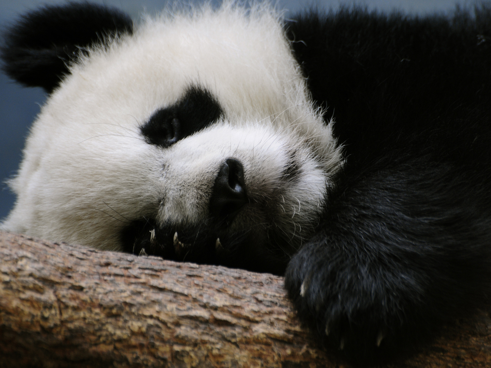 Fotografías de osos divertidos en el bosque