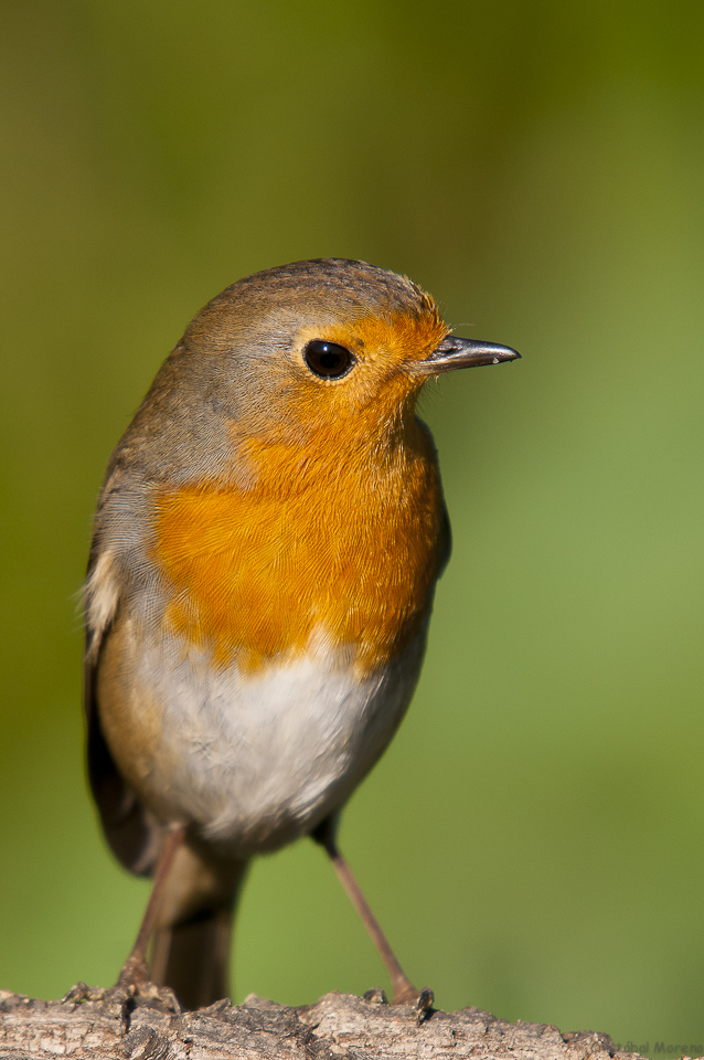 Fotografia: Petirrojo