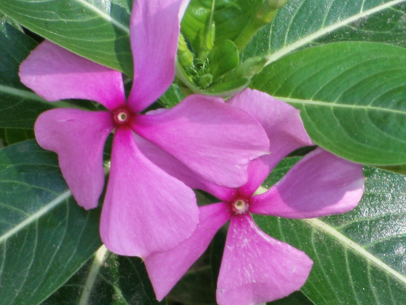 flowerflouristhere: Kinds of flowers located in the Philippines