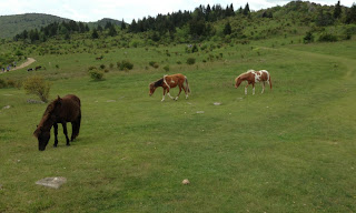 NC BACKCOUNTRY: A Day Hike at Grayson Highland State Park