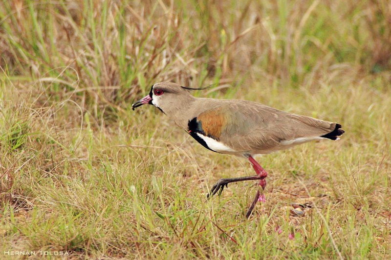 Aves de Argentina: Tero común (Vanellus chilensis)